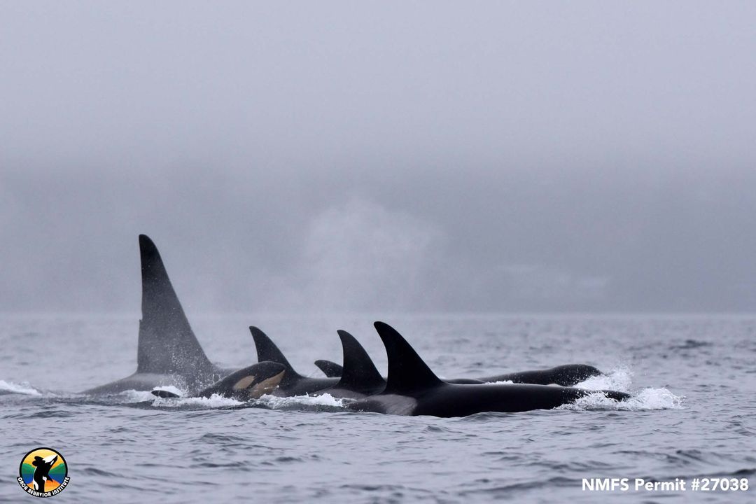 Today we caught up with the T46s and T46B1s in Puget Sound